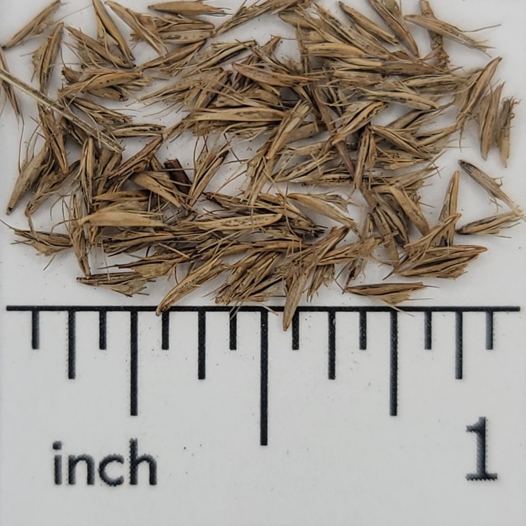 Blue Grama – Chesak Seed House