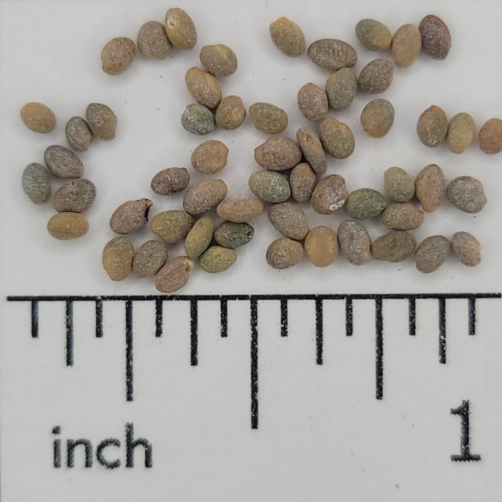 Yellow Blossom Sweet Clover – Chesak Seed House