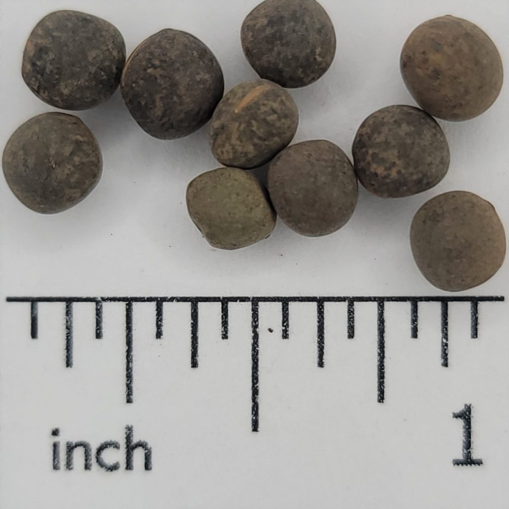 Common Vetch – Chesak Seed House
