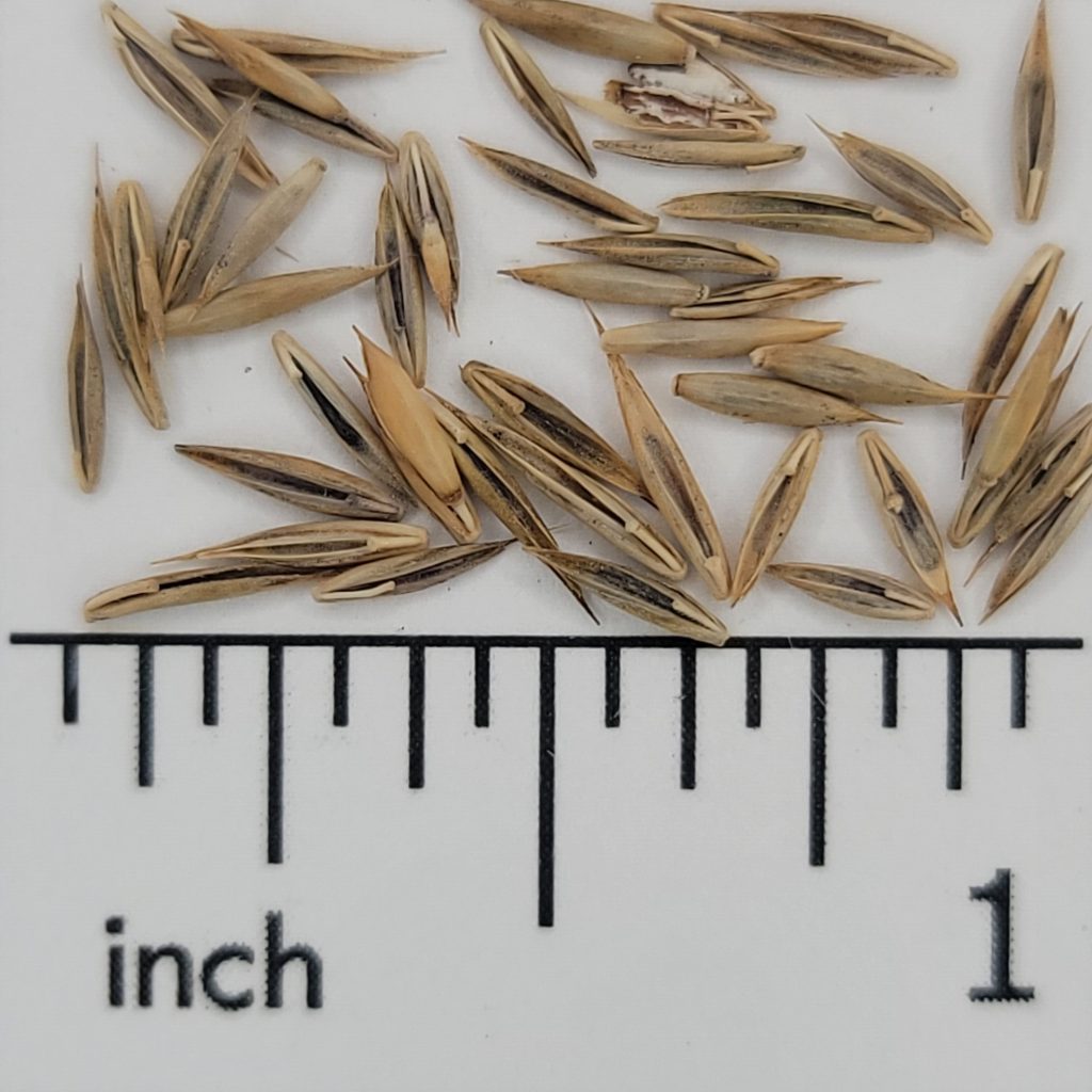 Creeping Red Fescue – Chesak Seed House