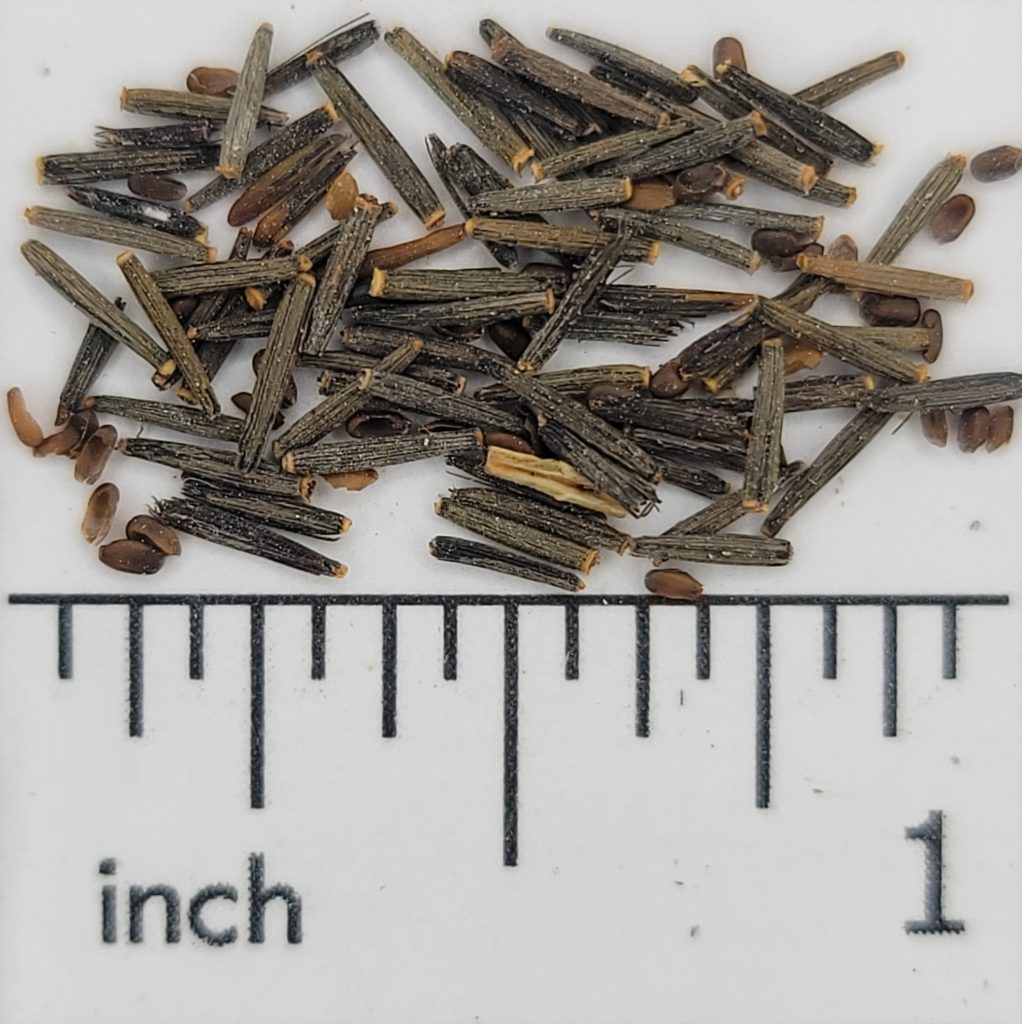 False Boneset – Chesak Seed House