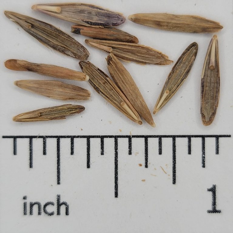 Meadow Brome – Chesak Seed House