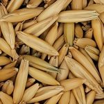 Cover Crops & Forage – Chesak Seed House