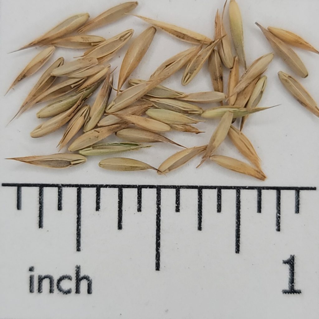 Orchardgrass – Chesak Seed House
