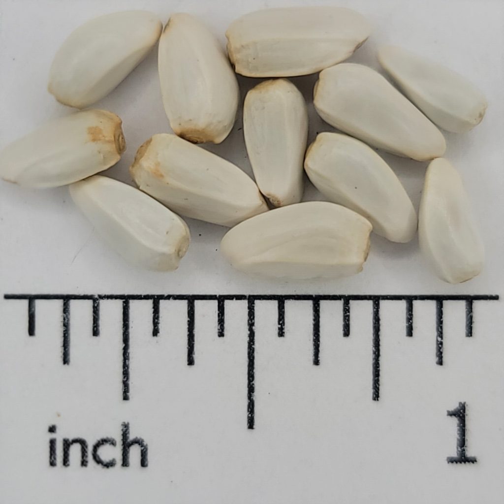 Safflower – Chesak Seed House