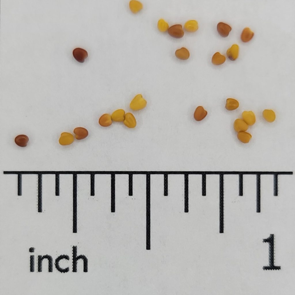 White Dutch Clover – Chesak Seed House